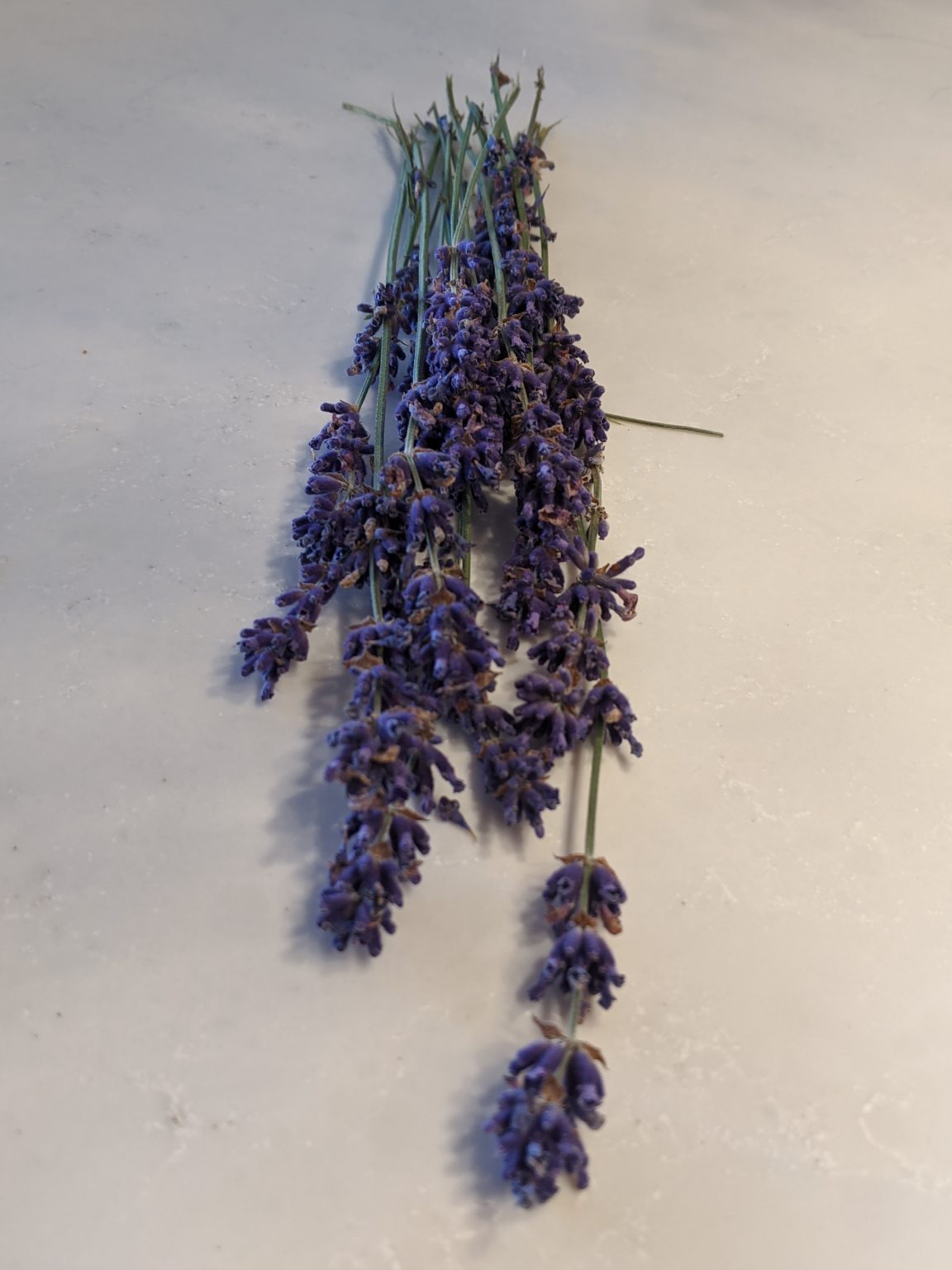 How to Harvest and Dry Lavender for Cooking - Kitchen Foliage