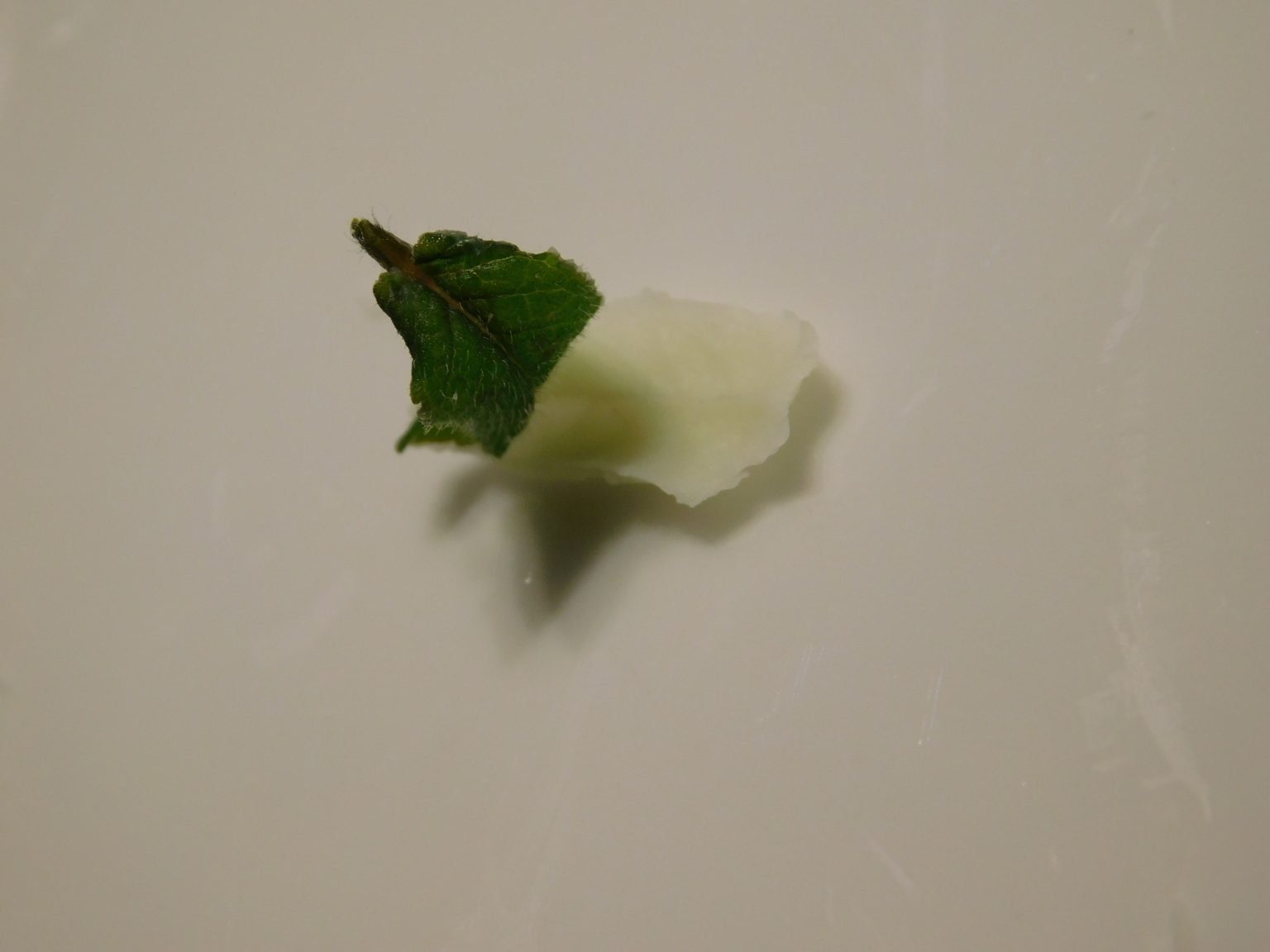 How to Make Chocolate Leaves - Kitchen Foliage